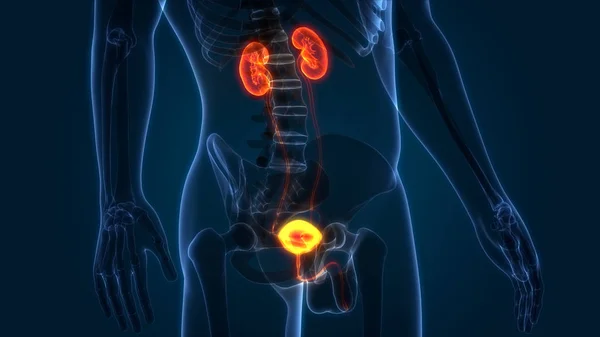 Human Urinary System Kidneys Bladder Anatomy — Stock Photo © magicmine ...