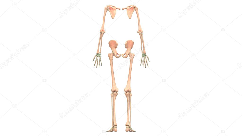 Ilustración 3D de la anatomía del sistema esquelético humano ...