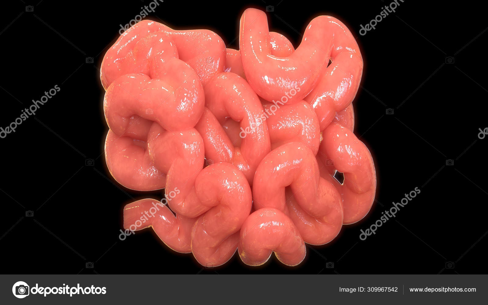 Illustration Human Digestive System Small Intestine Anatomy Stock Photo ...