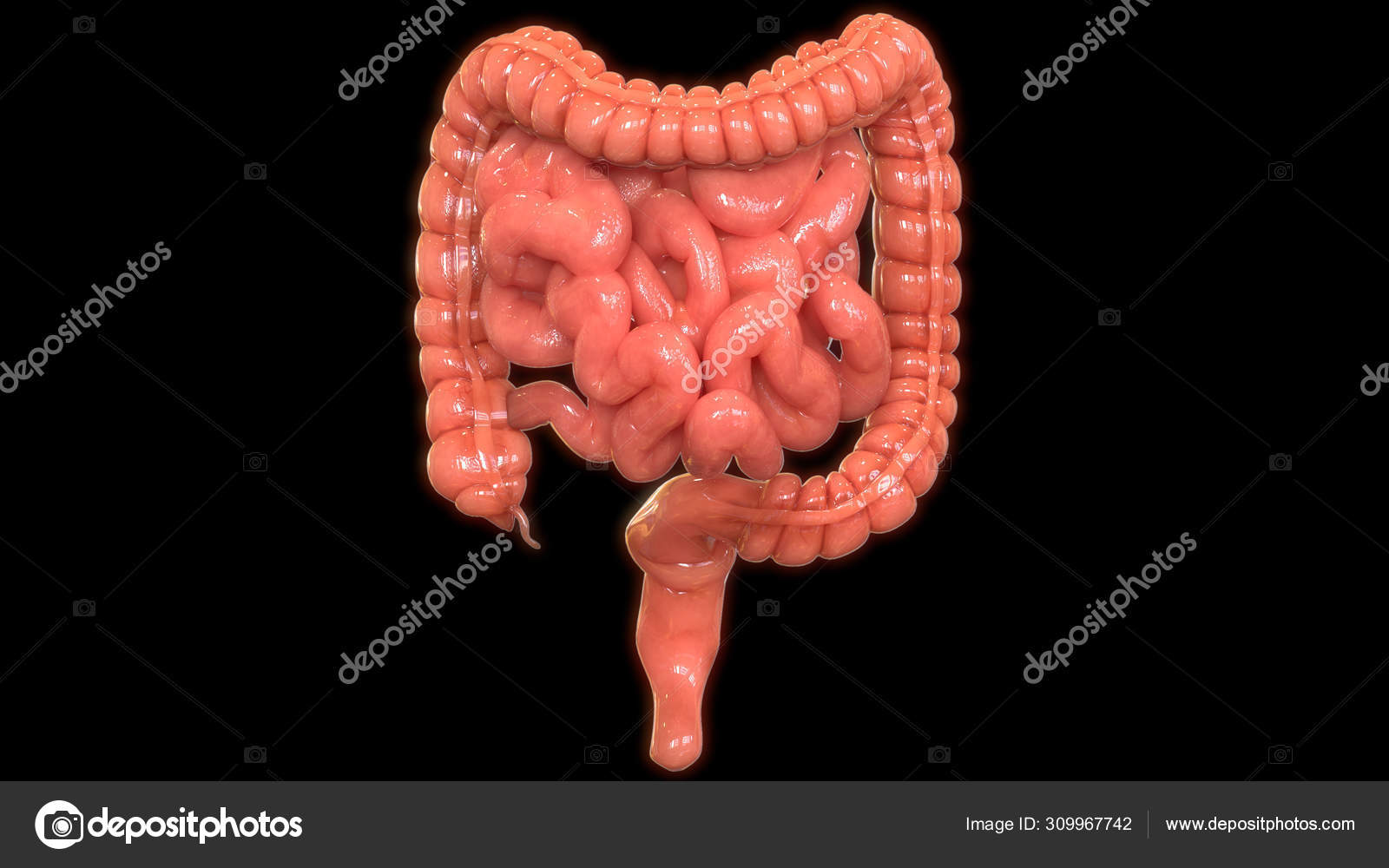 Actual Human Intestines