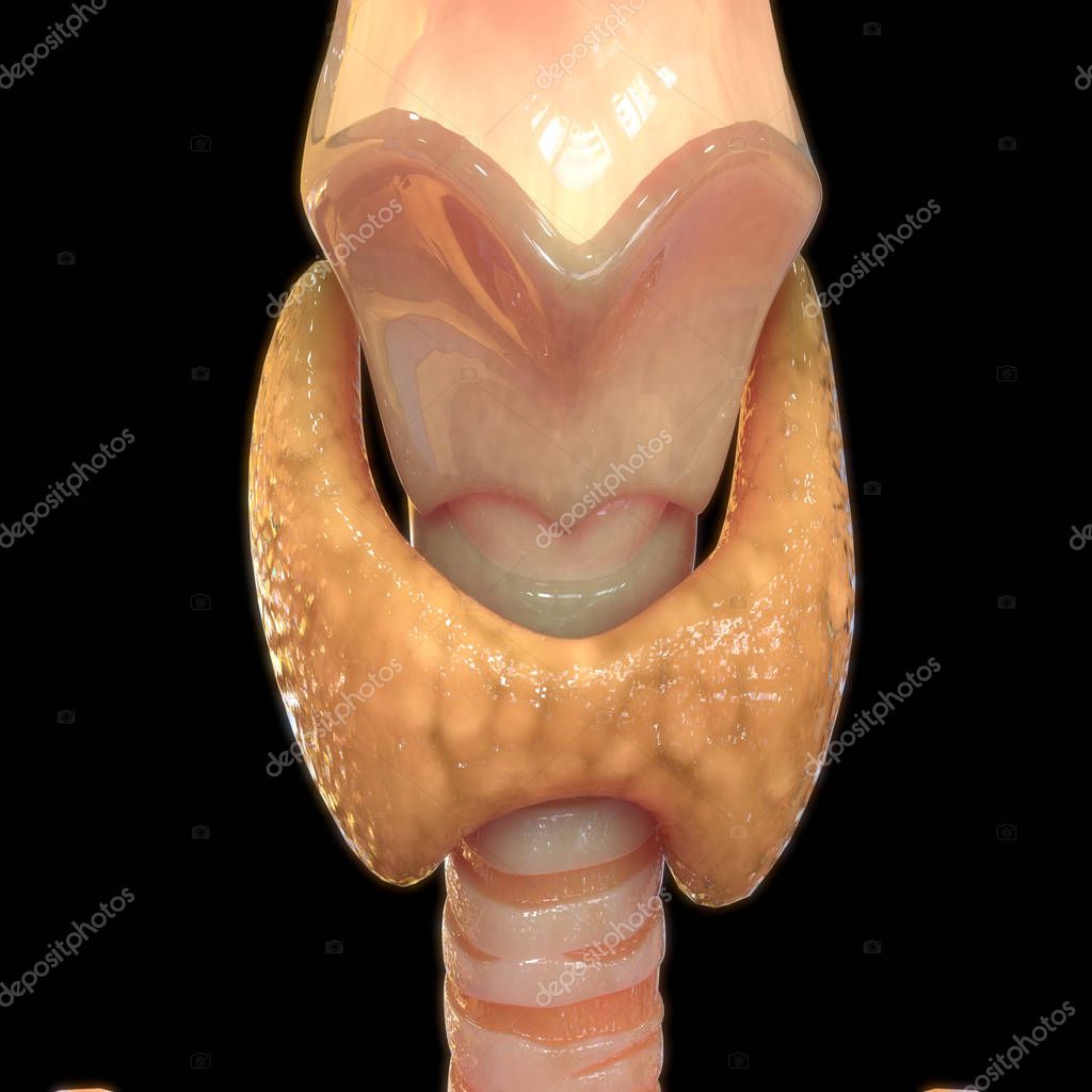 laringe y tráquea ilustración digital sobre fondo negro 2022