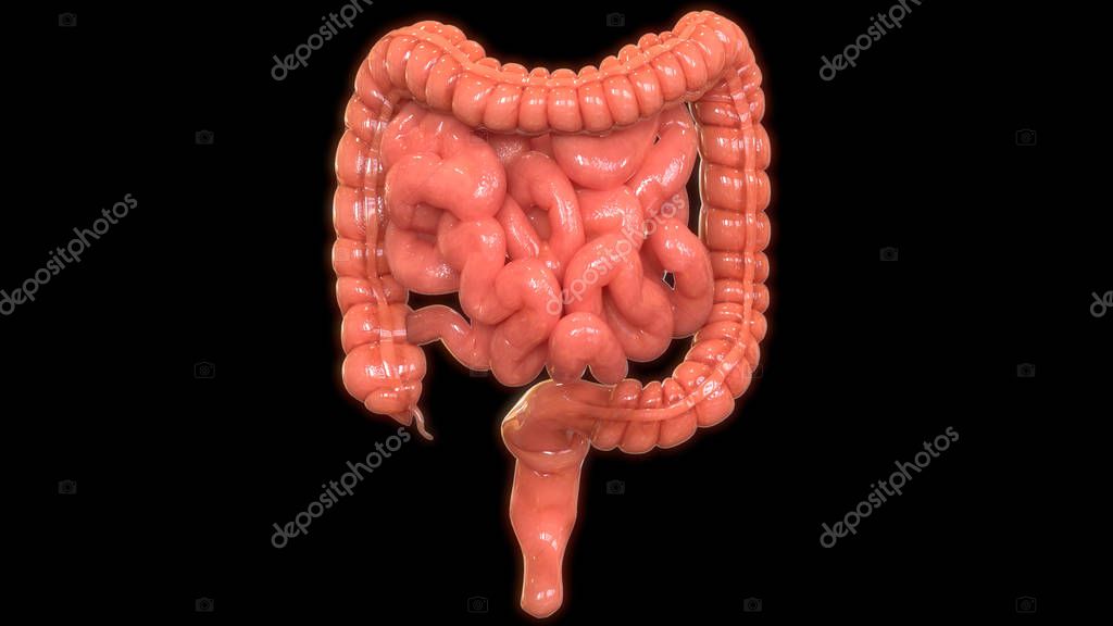 Ilustración 3D de la anatomía del intestino delgado y grueso del ...