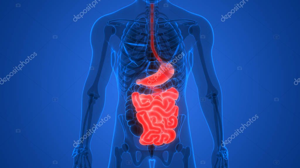 Ilustración 3D del estómago del sistema digestivo humano con anatomía ...