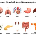 Human Organs Stock Photo by ©sciencepics 67678989