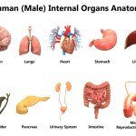 Human Organs Stock Photo by ©sciencepics 67678989
