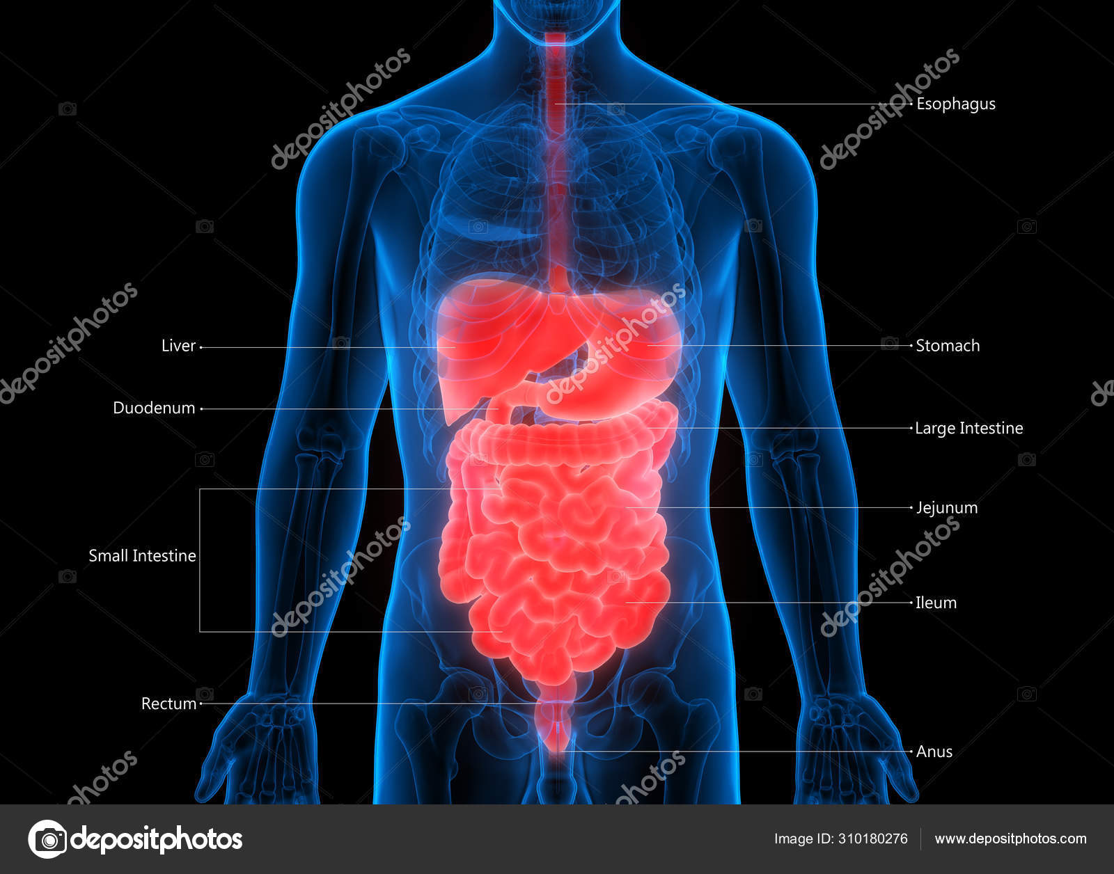 Illustration Human Organs System Anatomy Stock Photo by ©magicmine ...