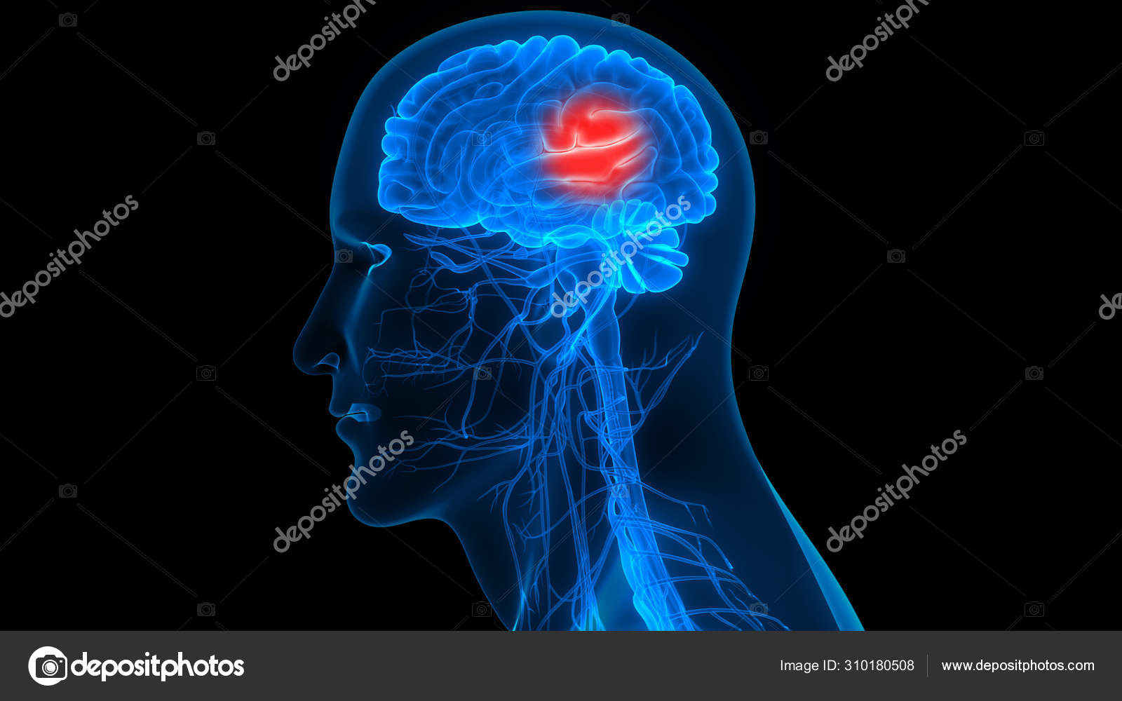 Modern Digital Illustration Human Brain Stock Photo by ©magicmine 310180508