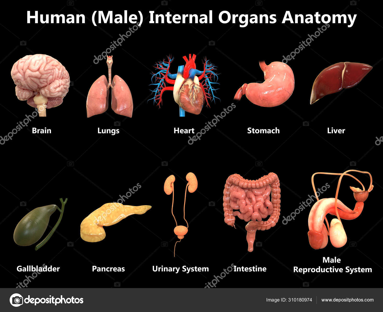 Illustration Human Organs System Anatomy Stock Photo by ©magicmine ...