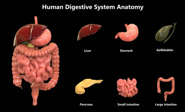 Illustration Human Organs System Anatomy Stock Photo by ©magicmine ...