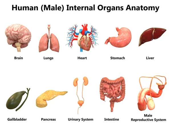 Healthy organs Pictures, Healthy organs Stock Photos & Images ...