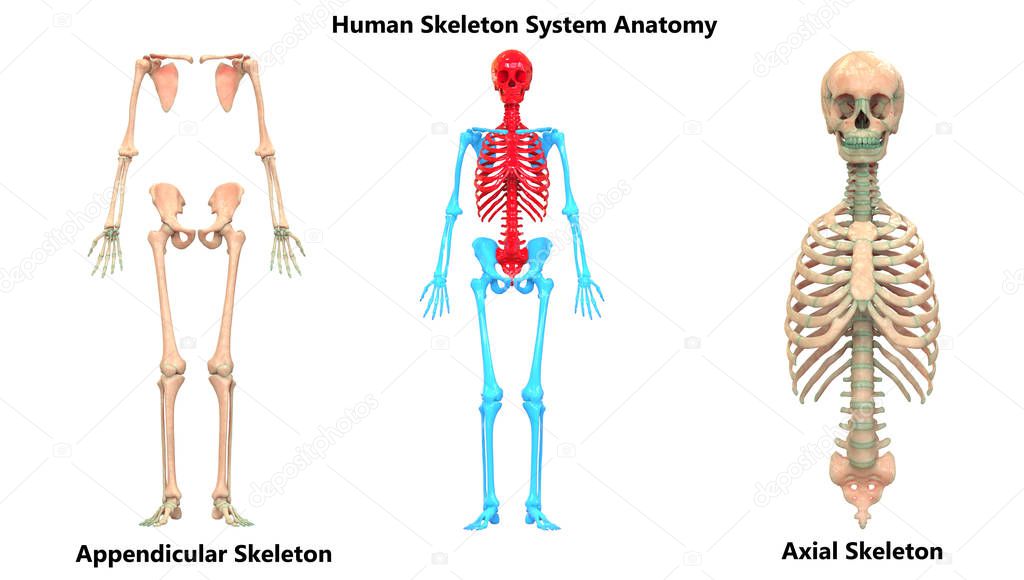 Ilustraci n de la anatom a del sistema esquel tico humano 2024