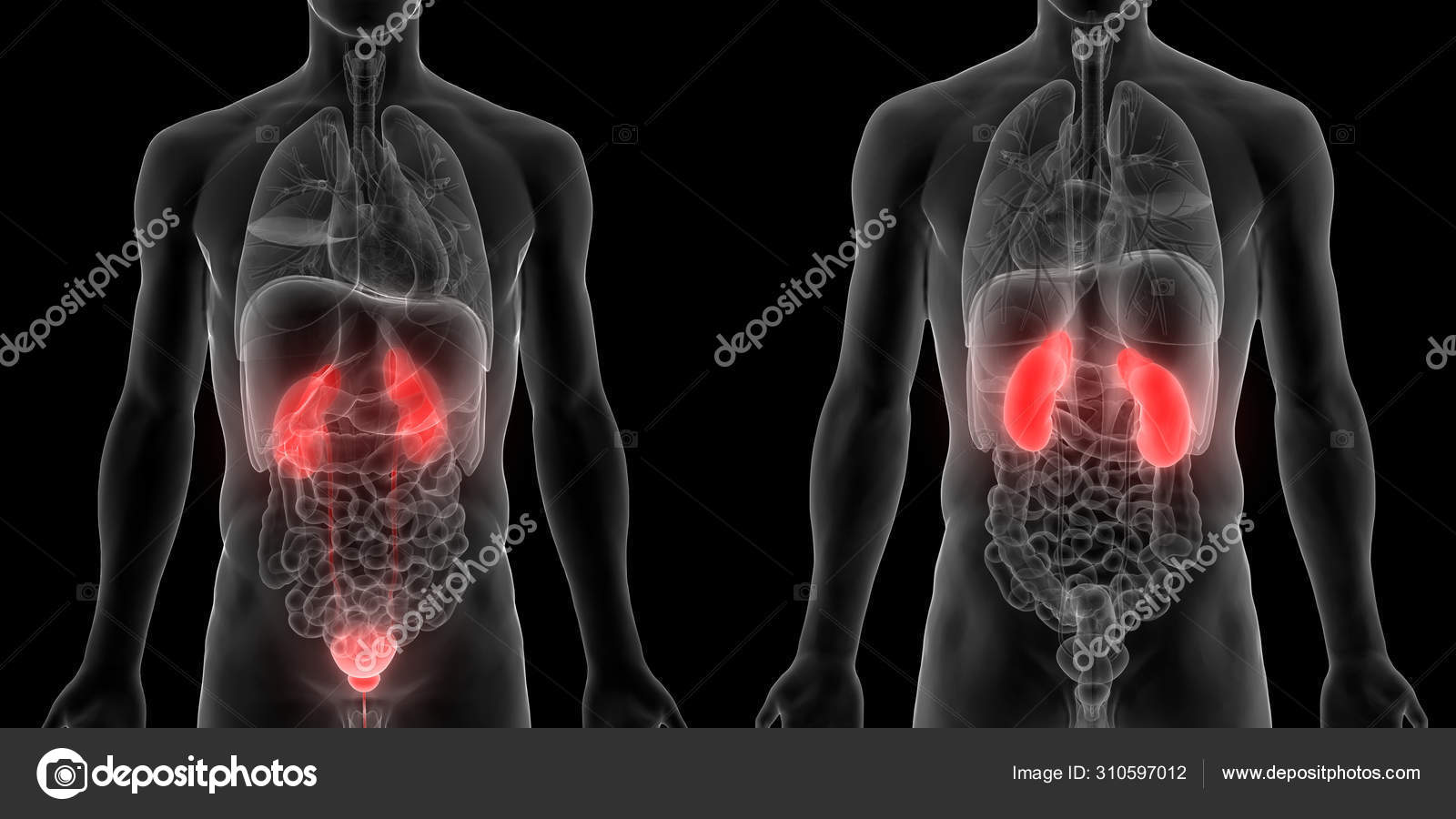 Illustration Urinary System Human Organs Anatomy Banner — Stock Photo ...