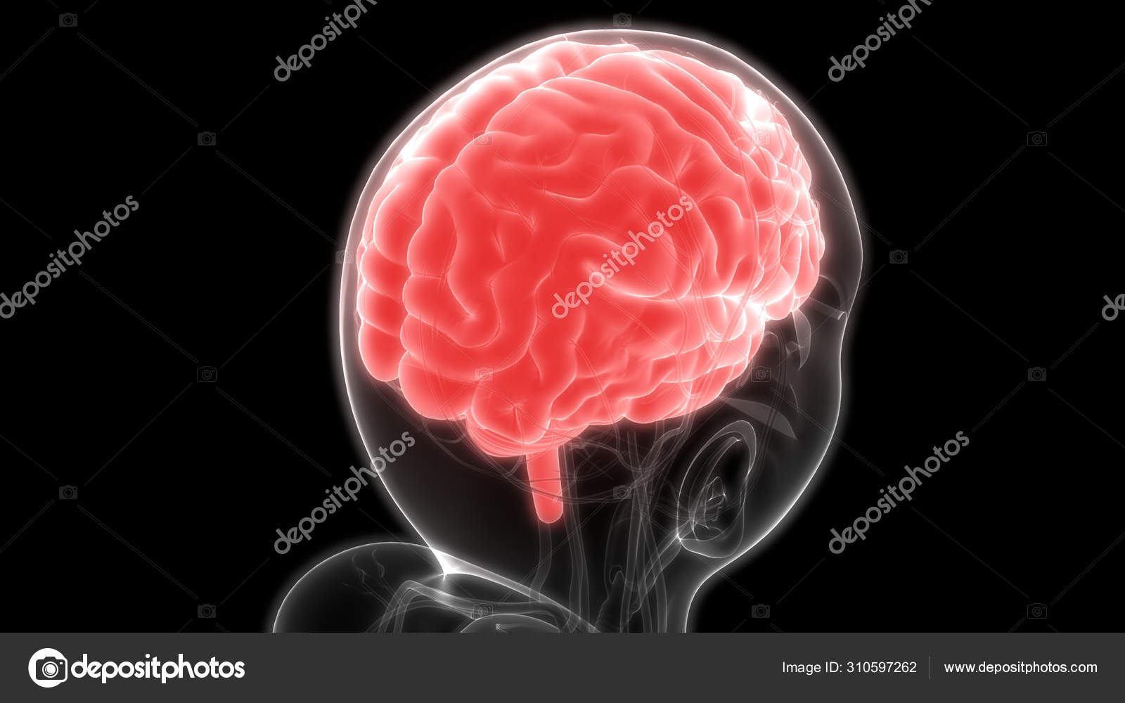 Illustration Brain Human Organs System Anatomy Banner Stock Photo by ...