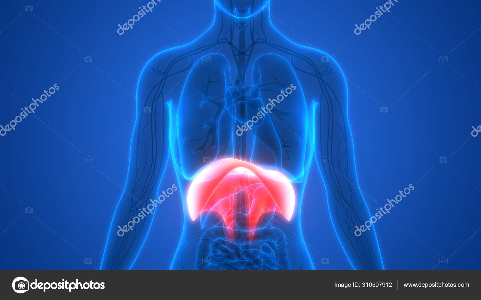Illustration Human Organs System Anatomy Stock Photo by ©magicmine ...
