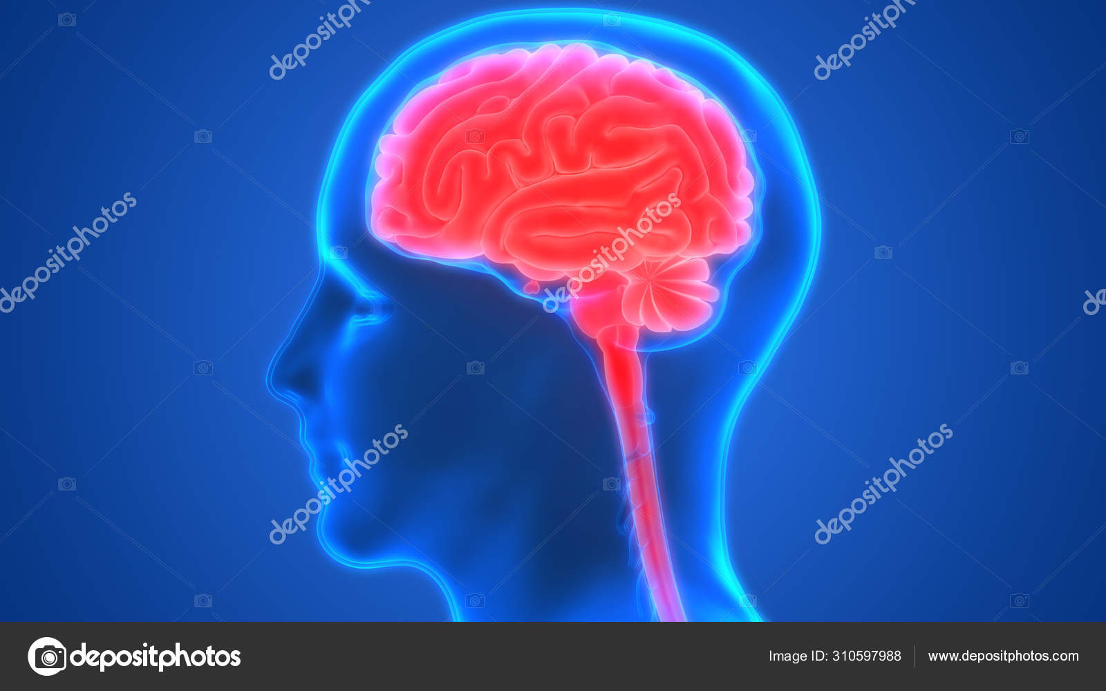 Illustration Brain Human Organs System Anatomy Banner Stock Photo by ...