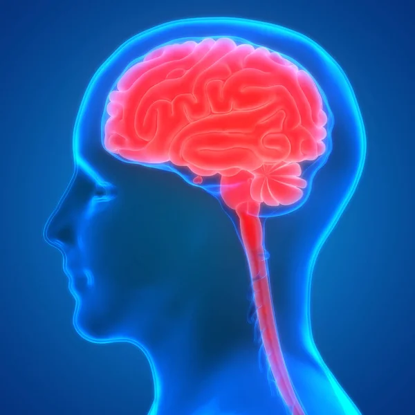 Illustration Brain Human Organs System Anatomy Banner Stock Photo by ...