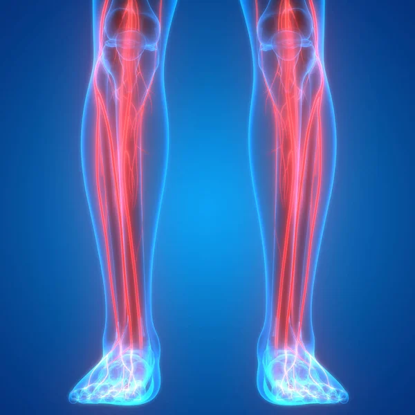 Menneskelige Skelet System Tibia Fibula Knogle Forbinder Anatomi 3Dname ...