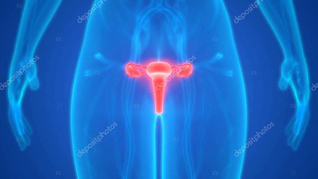3d ilustración del útero, banner de anatomía del sistema de órganos ...