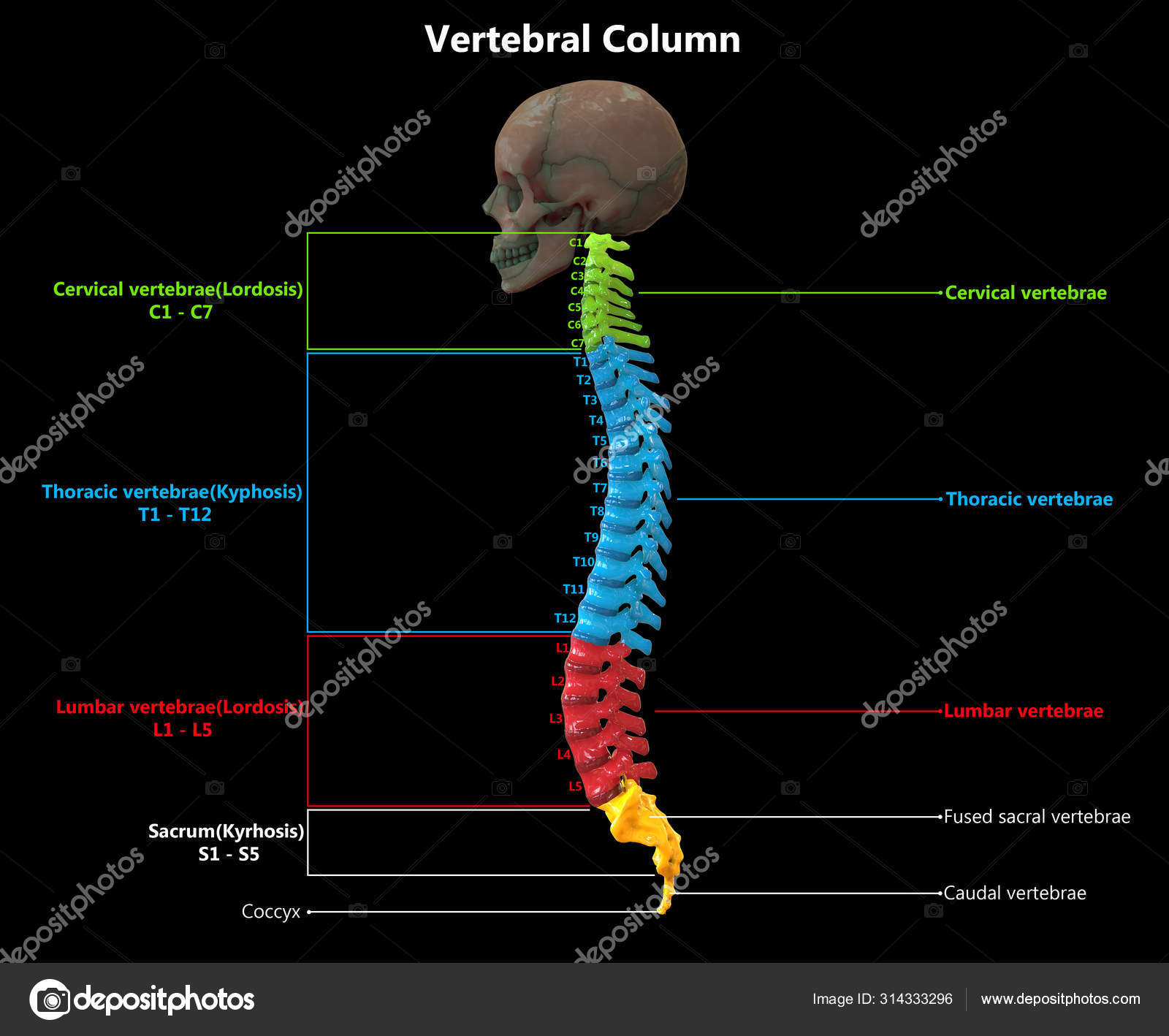 Illustration Colonne Vertébrale L'anatomie Système Squelettique Humain ...