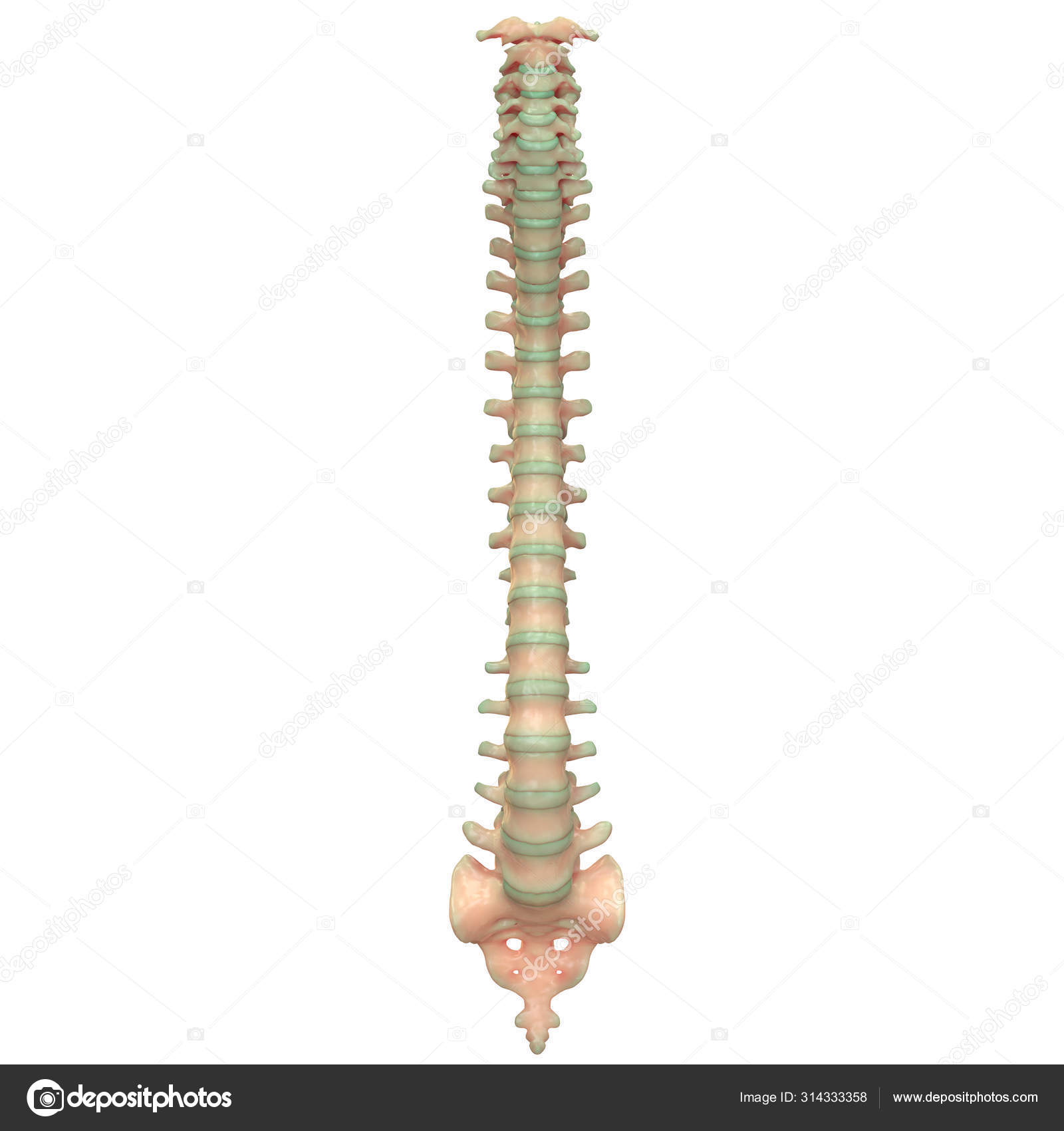 Illustration Vertebral Column Human Skeleton System Anatomy Stock Photo ...