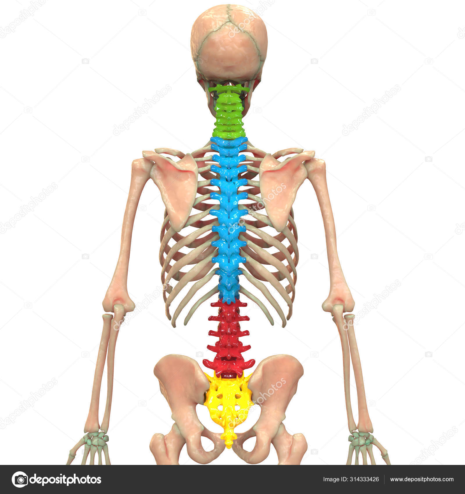 Vertebral Column Bones