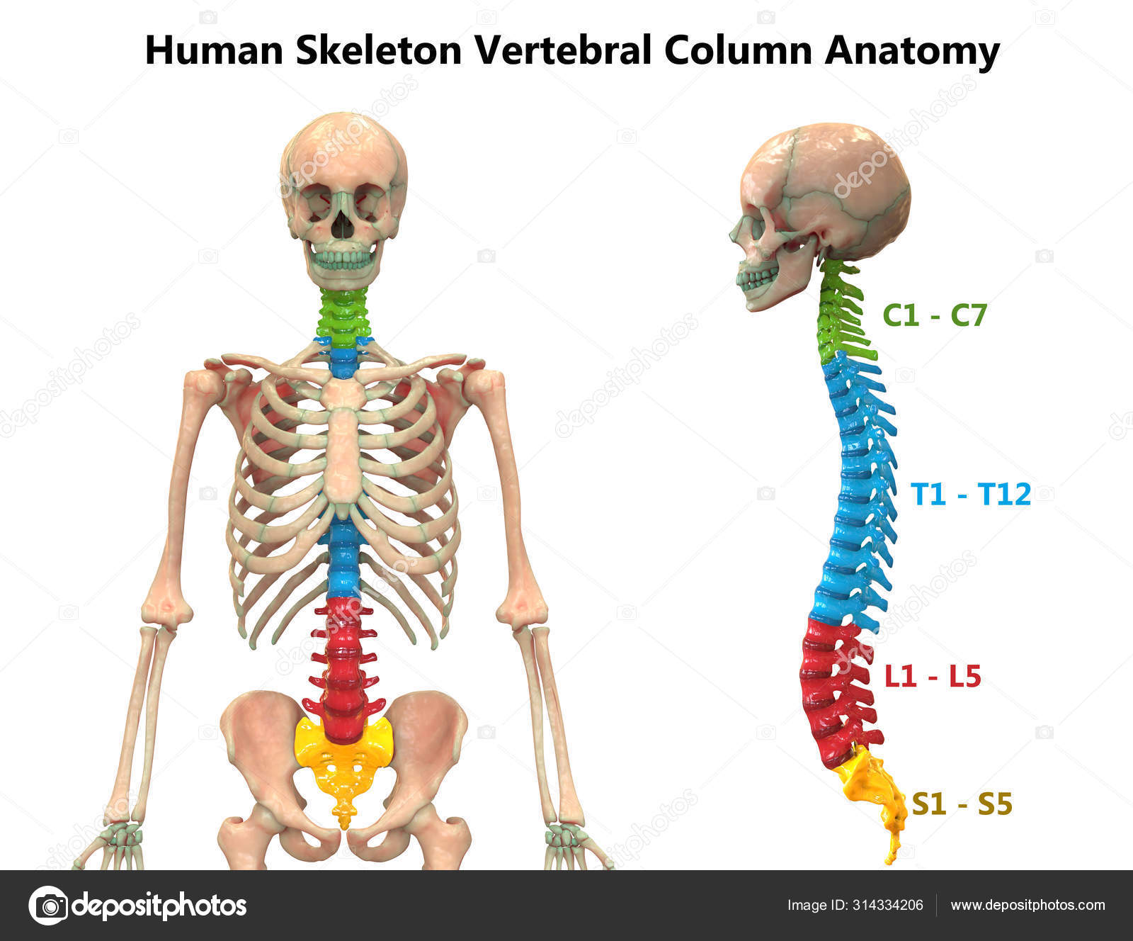 Axial Skeleton Vertebral Column