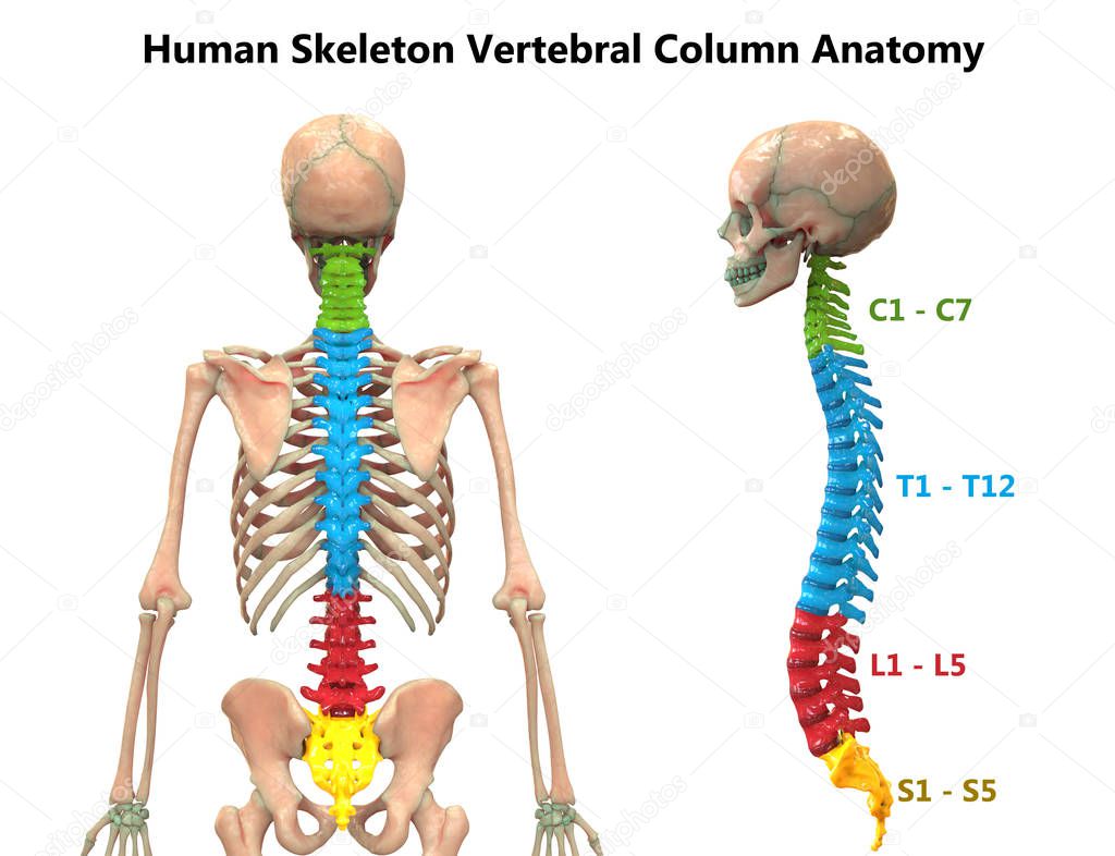 Ilustración 3D de la columna vertebral de la anatomía del sistema ...
