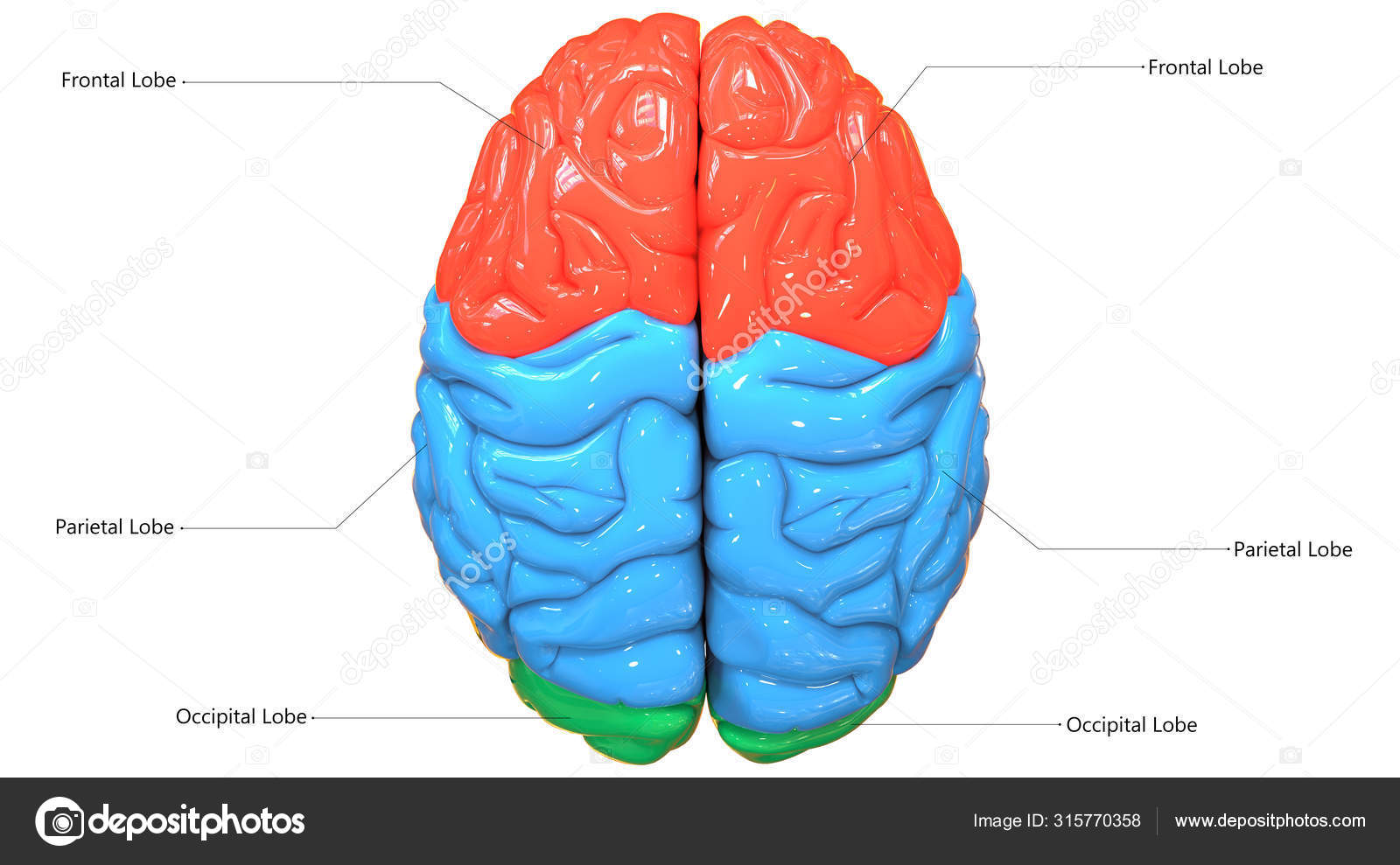 Parietal Lobe Diagram