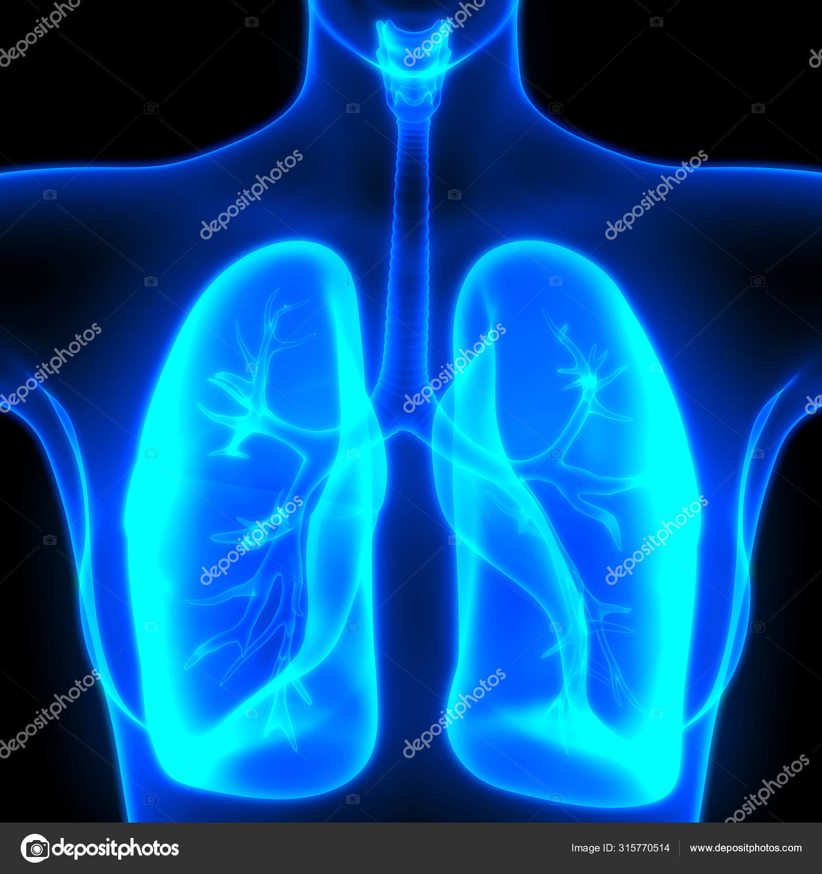 Illustration Mänskliga Kroppens Organ Lungor Anatomi — stockfoto ...