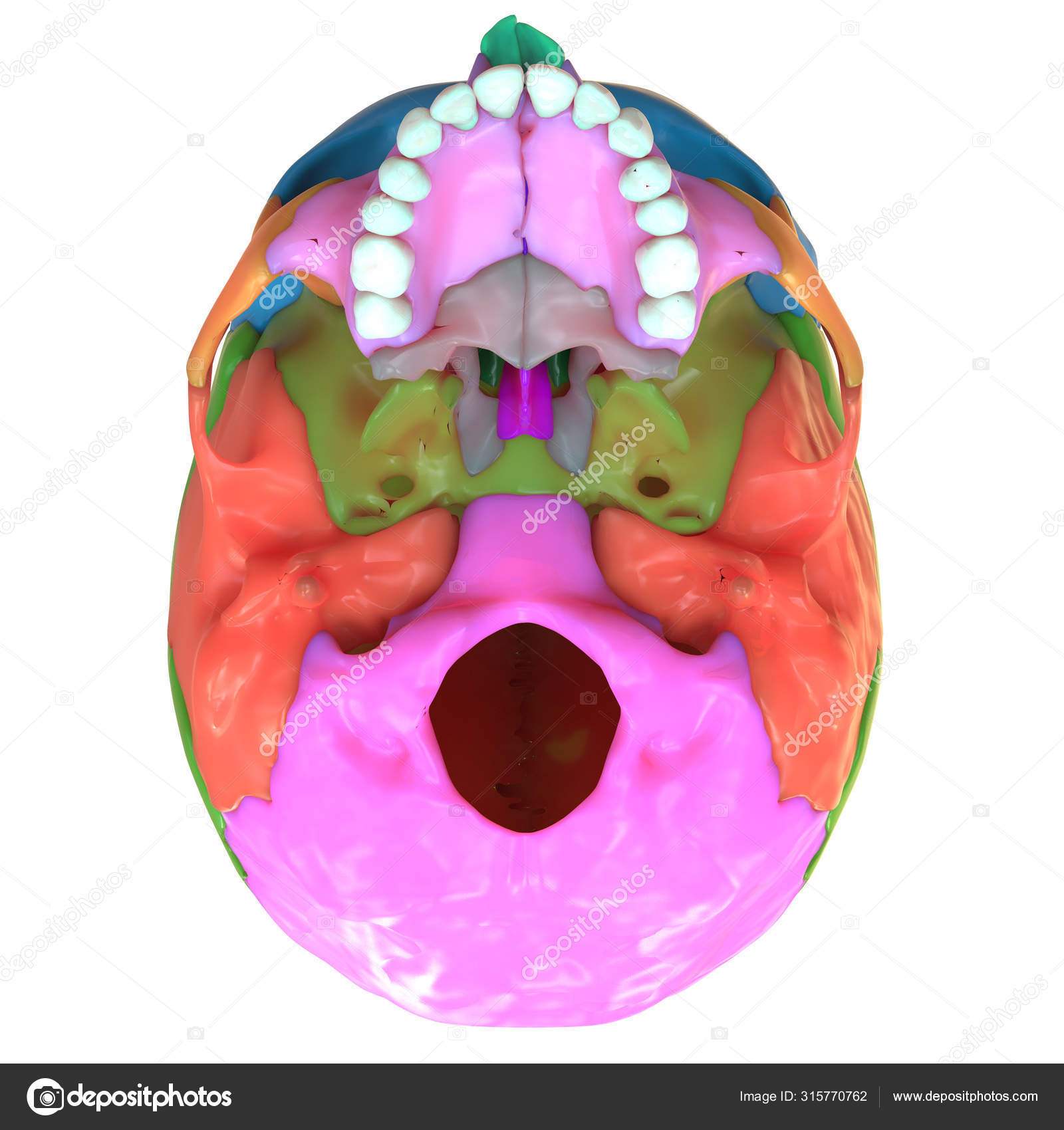 Skull Bones Inferior View