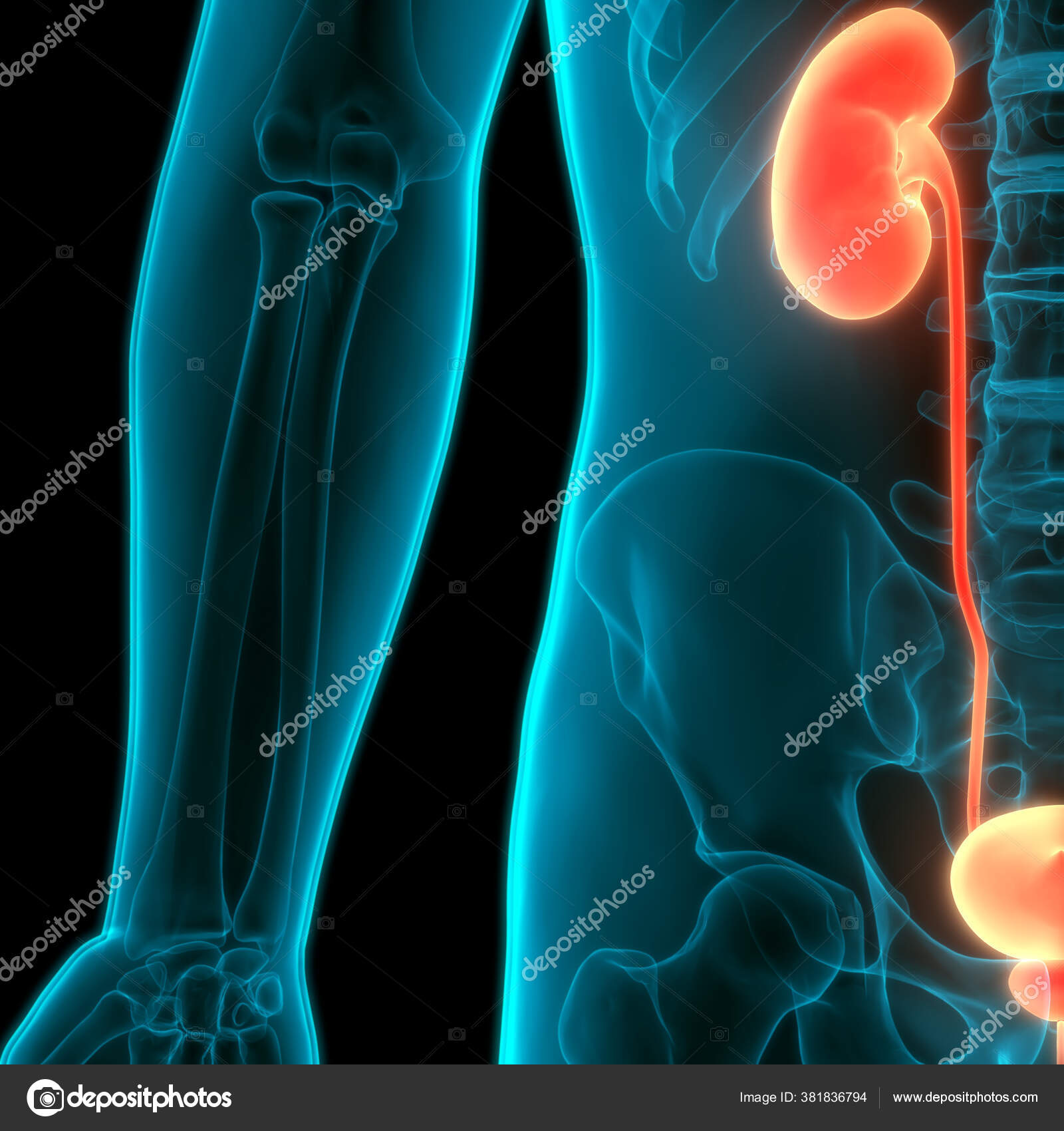 Anatomia Bexiga Sistema Urinário Humano — Fotografia de stock ...