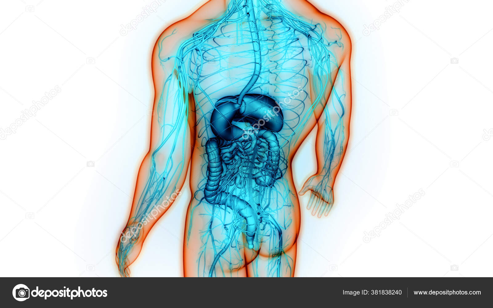Estómago Del Sistema Digestivo Humano Con Anatomía Del Intestino ...