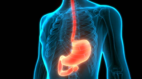 Sistem Pencernaan Manusia Anatomi Perut — Stok Foto © magicmine #154011770