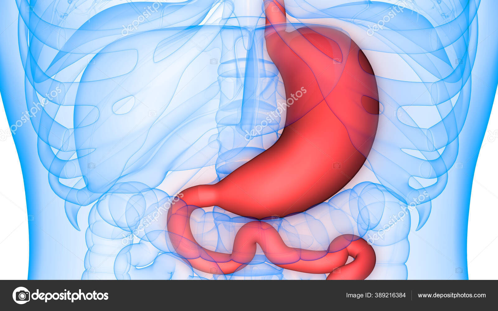 Sistema Digestivo Humano Anatomia Estômago — Fotografias de Stock ...