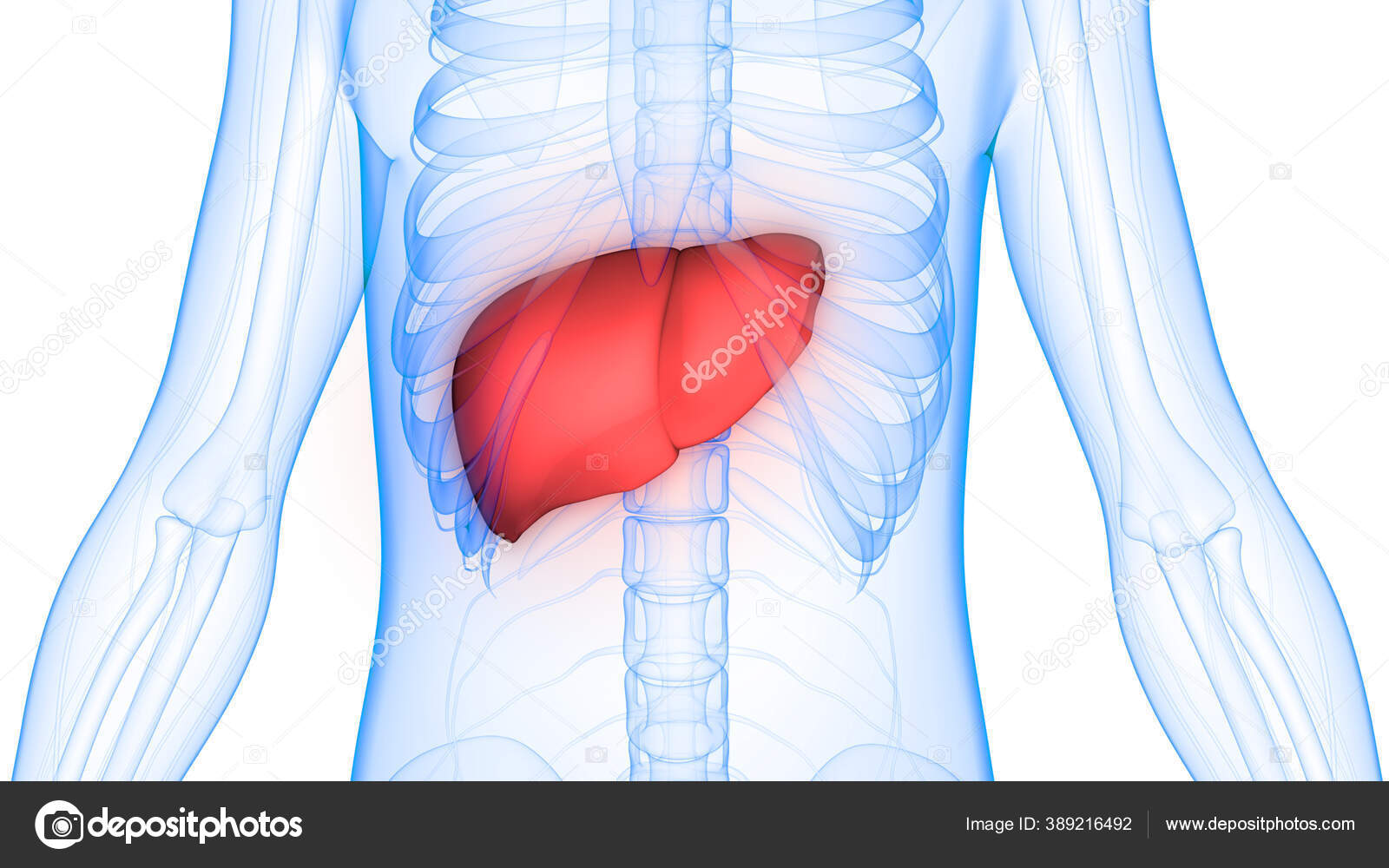 Anatomia Fígado Dos Órgãos Corpo Humano — Fotografias de Stock ...