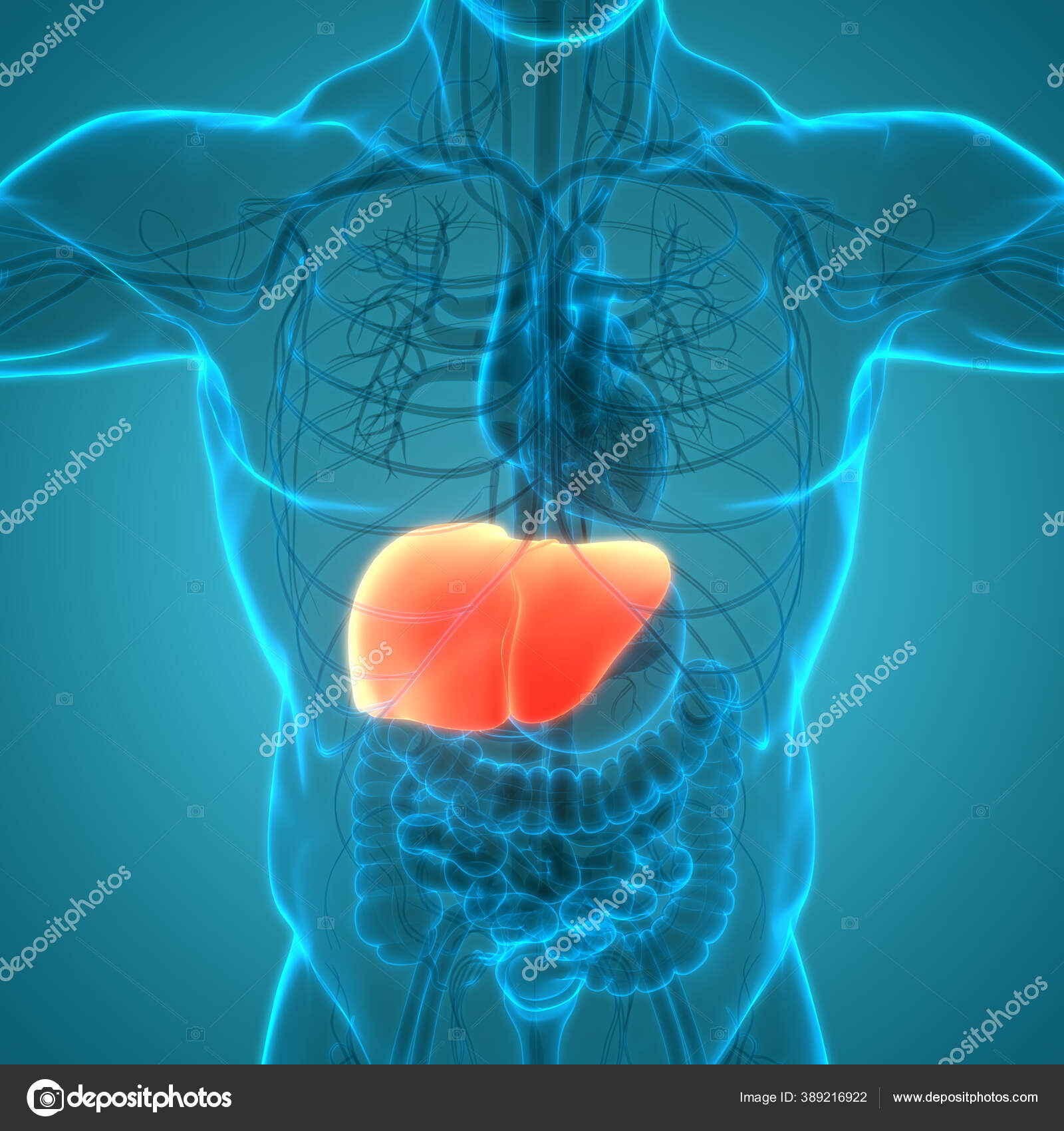 Anatomia Fígado Dos Órgãos Corpo Humano — Fotografia de stock ...