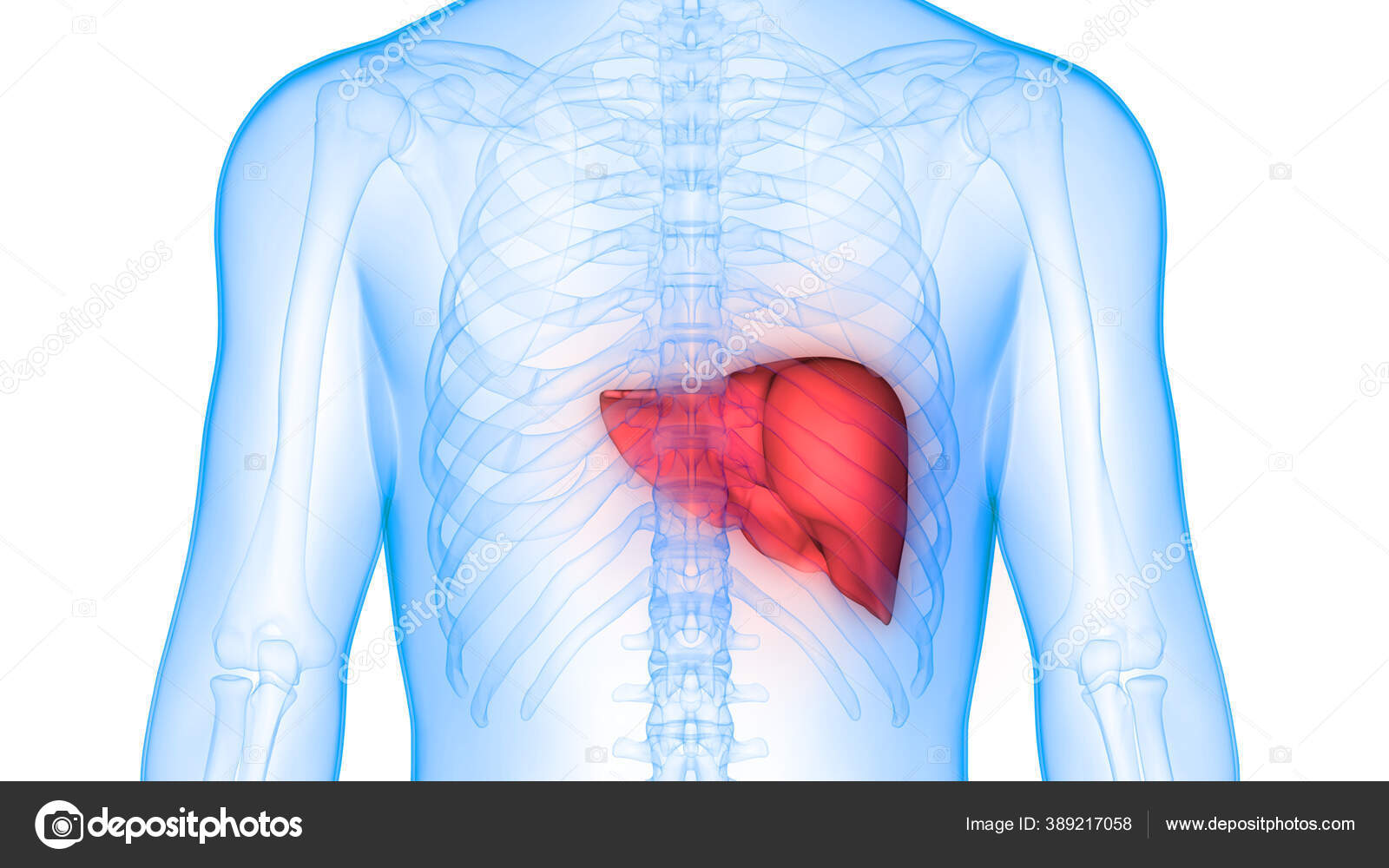 Órganos Del Cuerpo Humano Anatomía Hepática — Foto de stock © magicmine ...