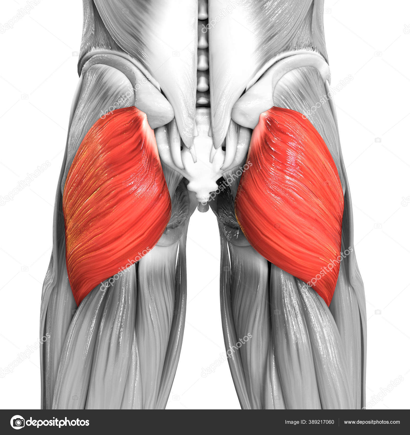 Otot Kaki Otot Manusia Otot Gluteus Maximus Otot — Foto Stok ...