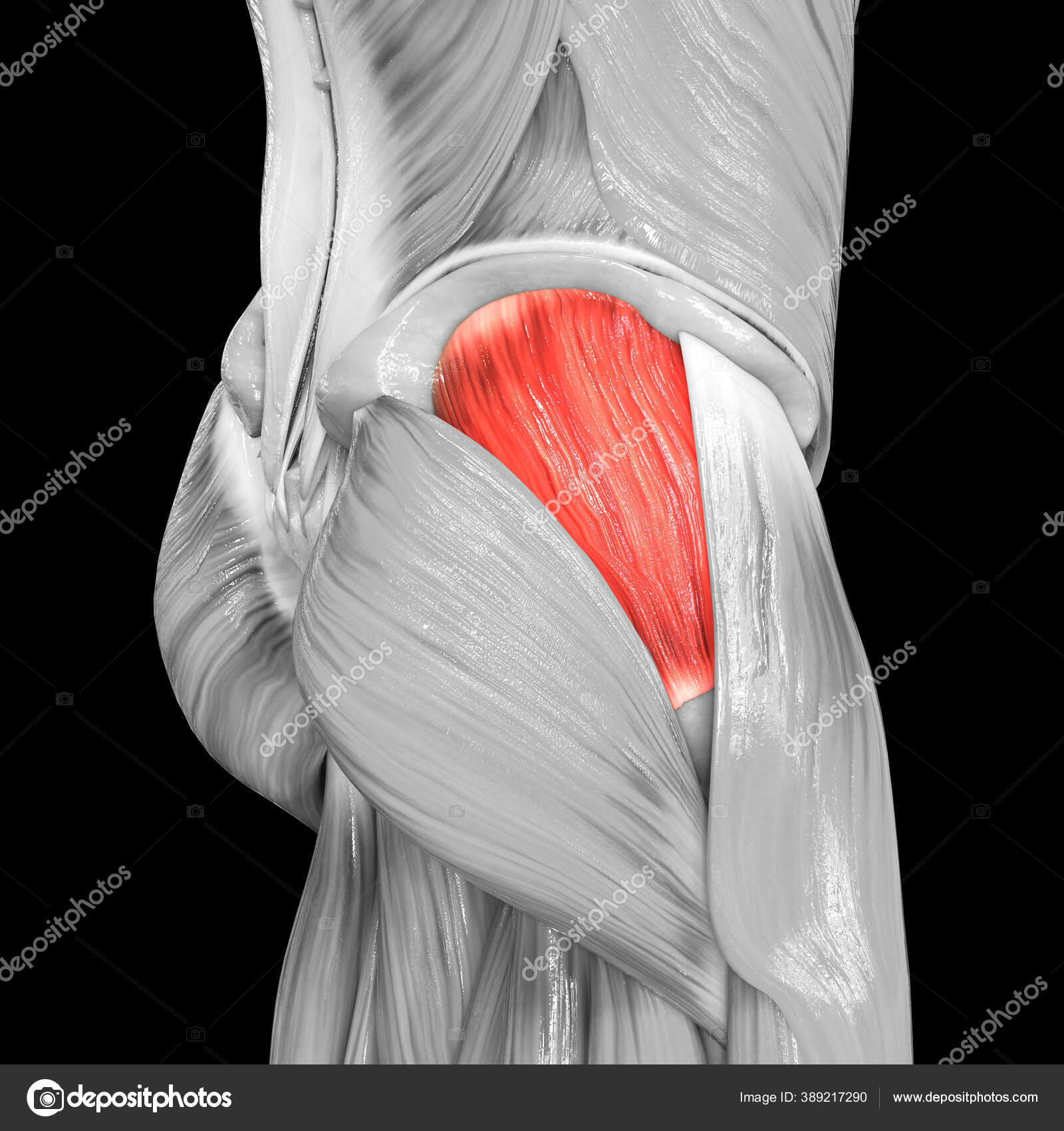 Anatomia Muscular Da Perna Humana