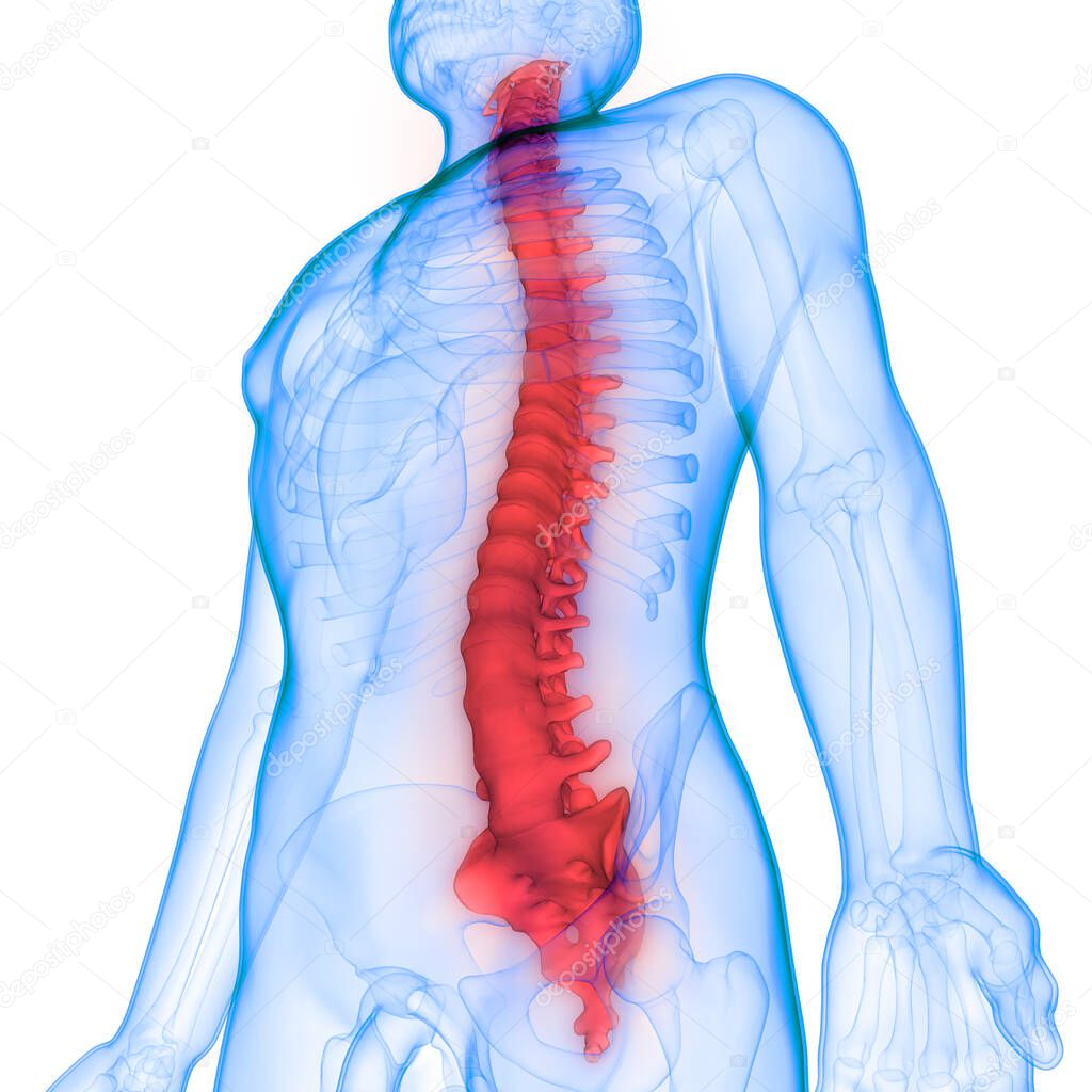 Columna vertebral de anatom a del sistema esquel tico humano 2024
