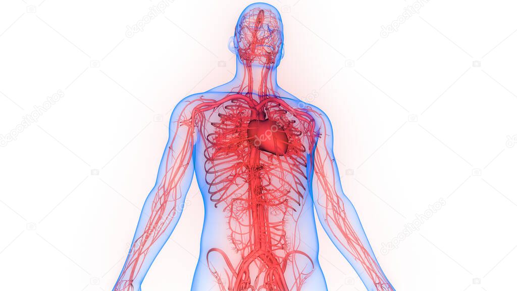 Sistema Circulatorio Humano Anatomía del Corazón. 3D 2023
