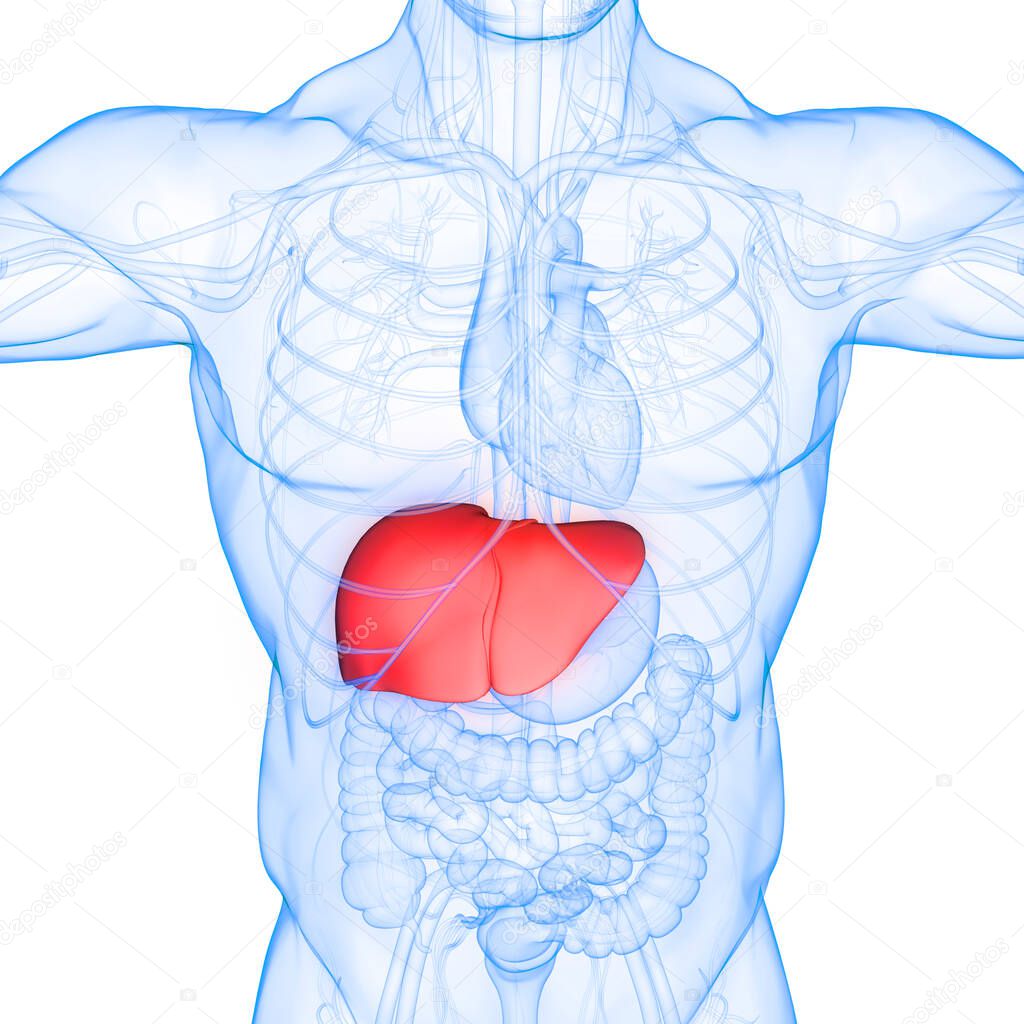 Órganos del cuerpo humano Anatomía hepática. 3D 2023