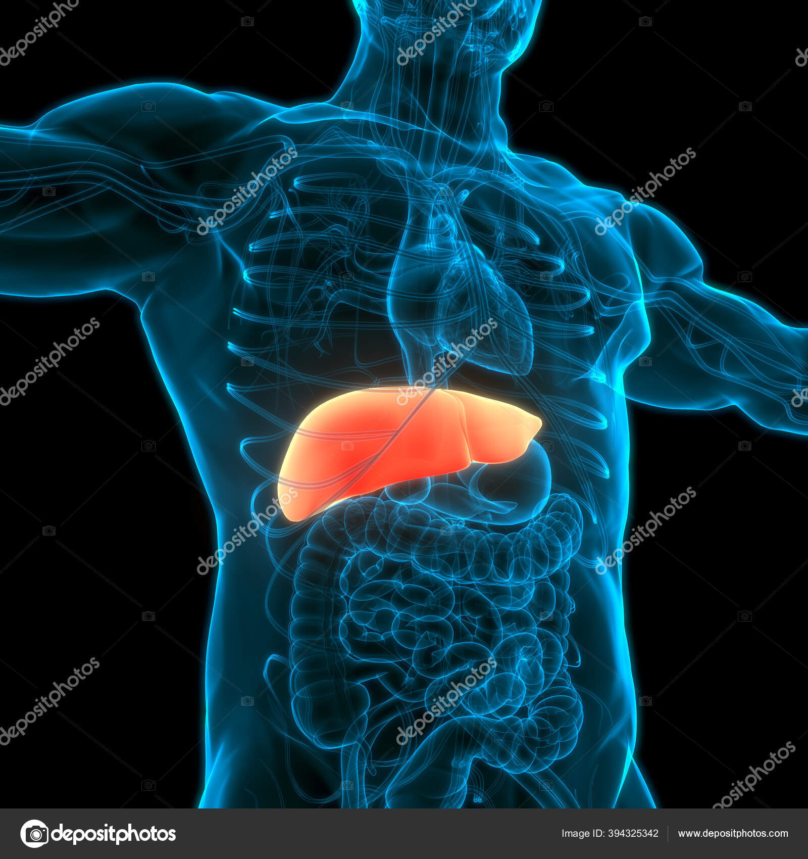 Menselijk Lichaam Organen Leveranatomie ⬇ Stockfoto, rechtenvrije foto ...