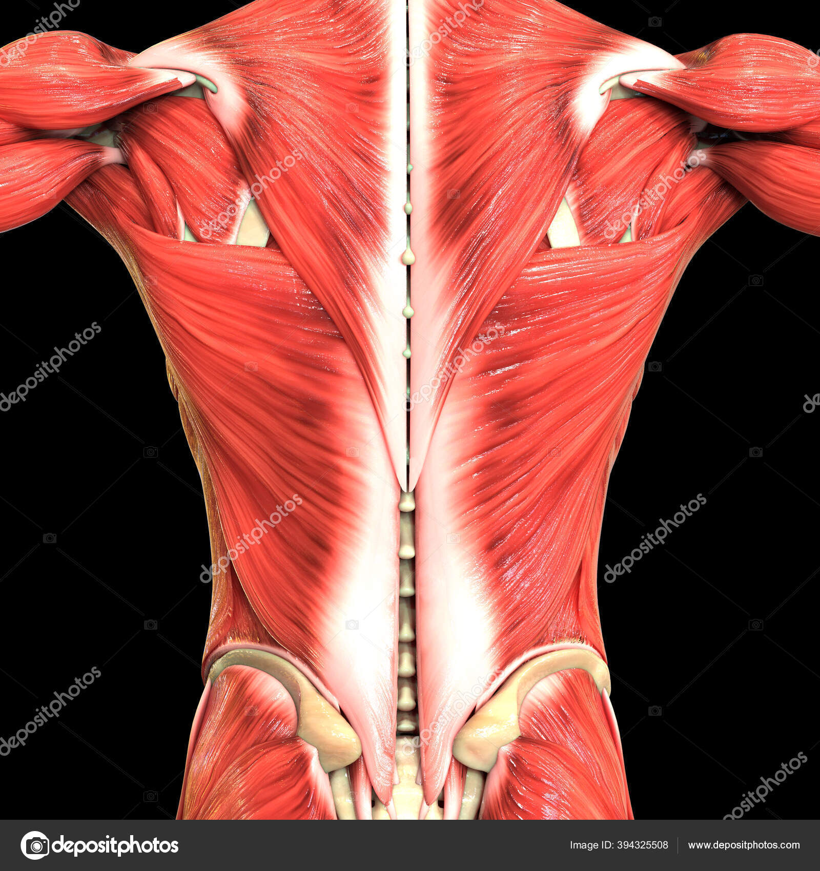 Anatomía Del Cuerpo Humano Músculos
