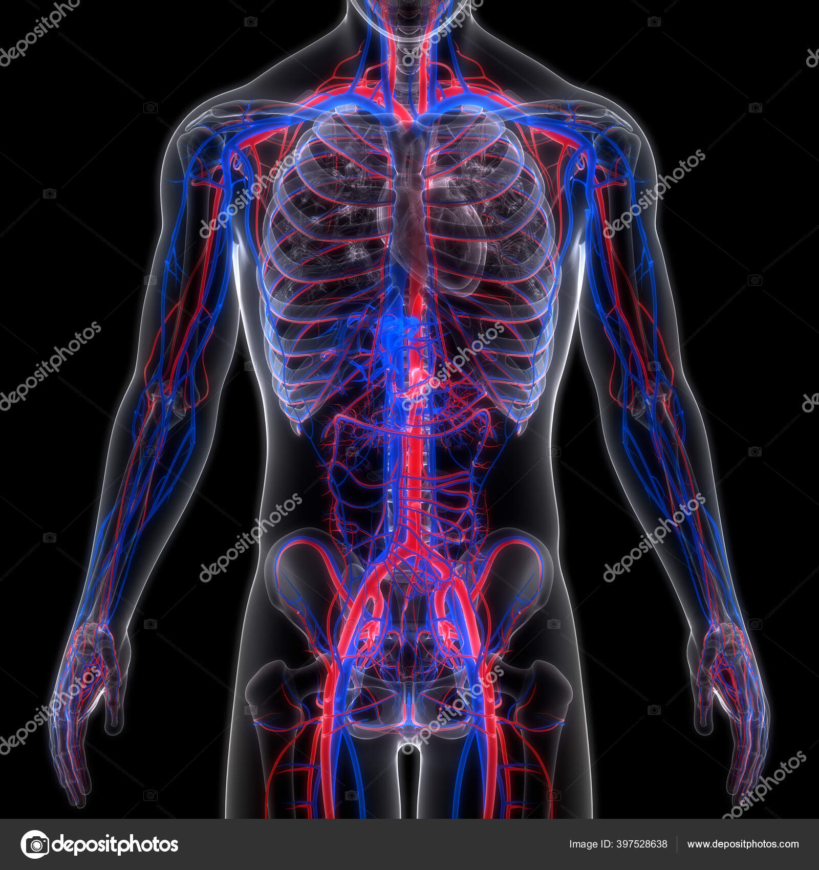 Arterien Und Venen Des Menschlichen Kreislaufsystems Anatomie ...