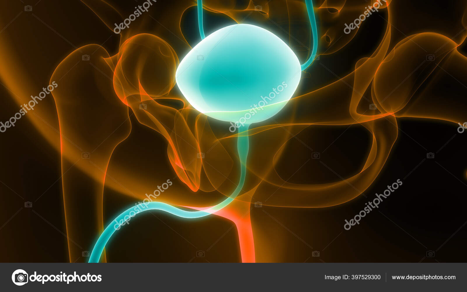Anatomía Vesical Del Sistema Urinario Humano: fotografía de stock ...