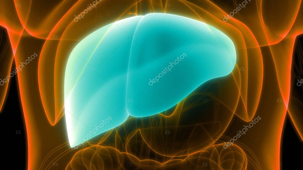 Órganos del cuerpo humano Anatomía hepática. 3D 2023