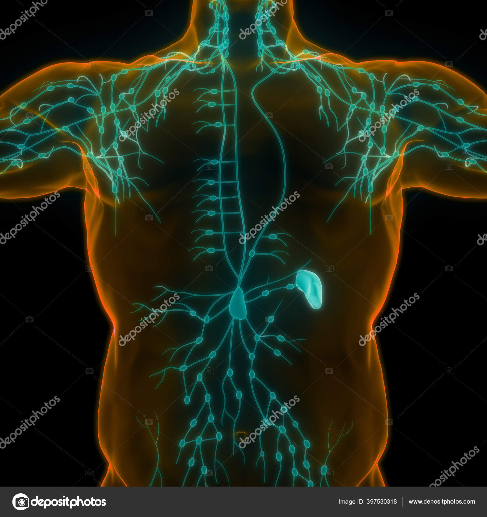 Human Internal System Lymph Nodes Anatomy Stock Photo by ©magicmine ...