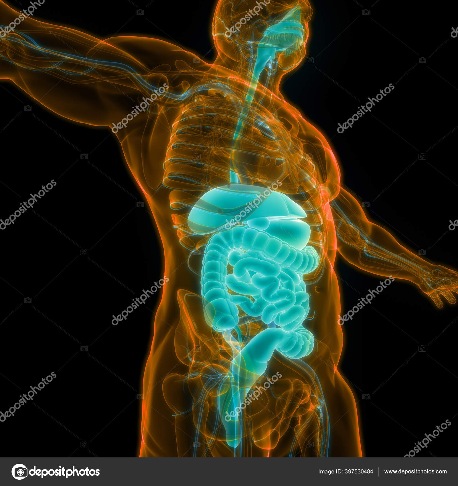 Sistem Pencernaan Manusia Perut Dengan Anatomi Usus Kecil — Foto Stok ...