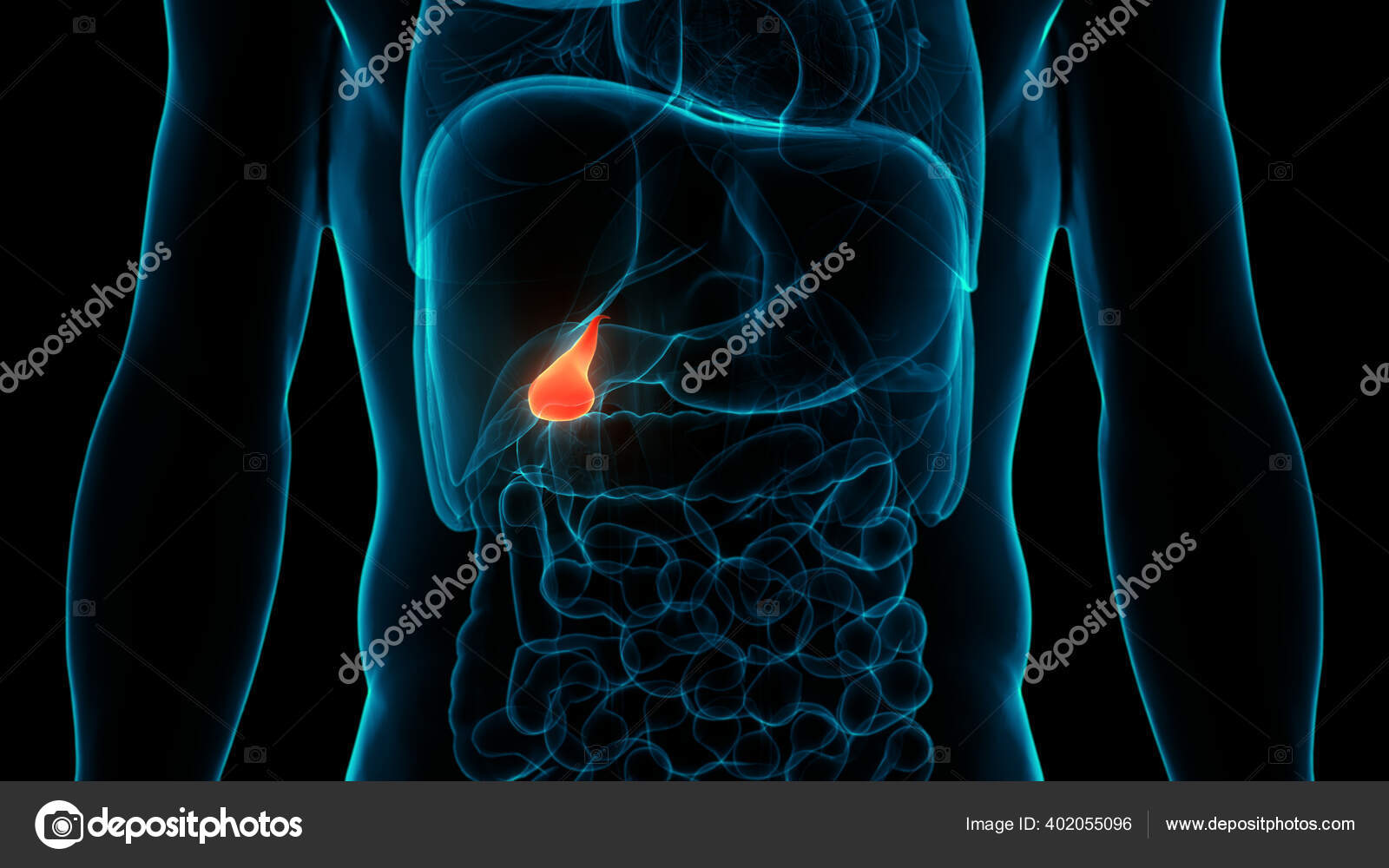 Anatomie Des Menschlichen Inneren Organs Pankreas – Stockfoto ...